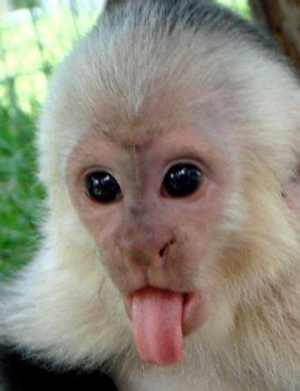 Funny Monkey Sticking Out Its Tongue White Monkey Monkey With His
