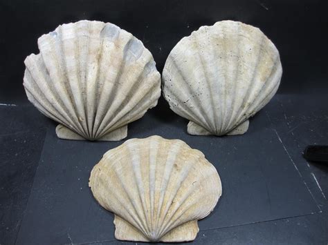 3 Fossil Scallop Shells Complete Valves Chesapecten Jeffersonius