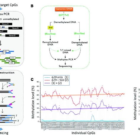 Targeted Bisulfite Pcr Sequencing Statistics And Correlation Download Scientific Diagram