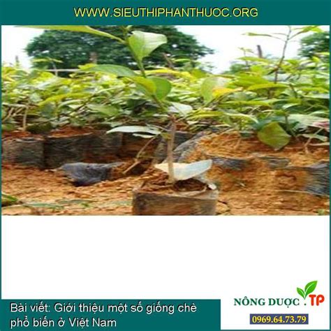 Giới Thiệu Một Số Giống Chè Phổ Biến ở Việt Nam SiÊu ThỊ PhÂn ThuỐc