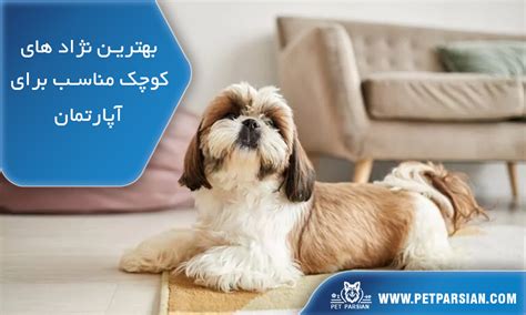 7 تا بهترین نژادهای سگ کوچک برای نگهداری در آپارتمان