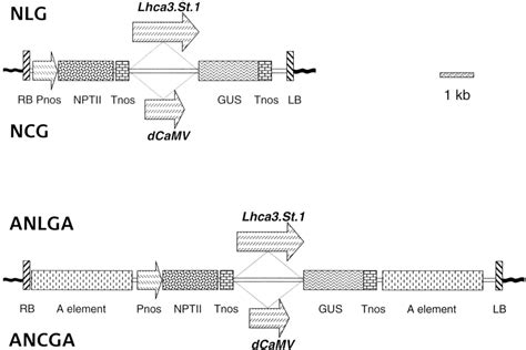 Schematic Representation Of The T Dna Regions Of The Four Constructs Download Scientific