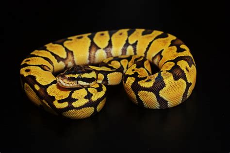 The Truth About Ball Python Lighting BALL PYTHON BREEDER UK
