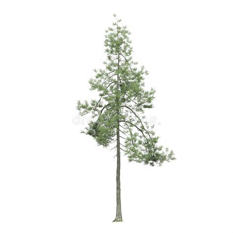 Deciduous Tree Isolated On White Background Stock Illustration