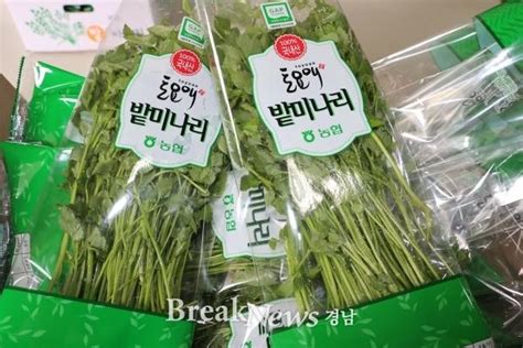 의령 가례 밭미나리 축제 3월 15일 개최