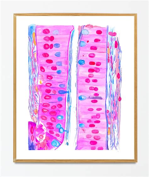 Duodenum Histology Art Print Medpapers