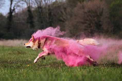 분홍색 홀리 컬러의 흰색 스위스 셰퍼드를 반 품종 유색 연기 구름 인도 페인트 축제 몽렐 개는 드라이 컬러의 홀리가 연기로 변하는 녹색 개구부를 통과합니다 연기 물리적