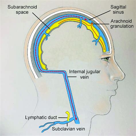 Sagittal View Of The Current Model Of Csf Drainage Csf Yellow Drains