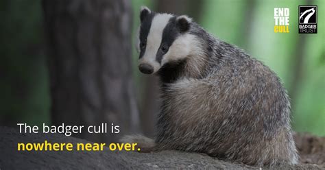 Badger Trust Urges An End To The Cull As Government Declares ‘open Season On Badger Cubs