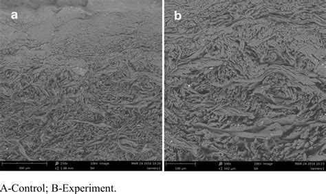 Scanning Electron Micrograph A Control B Experiment Download Scientific Diagram