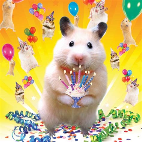 Hamster Birthday Card Hammy Time Funny Hamsters Party Greeting Card New • £2 99 Funny Hamsters