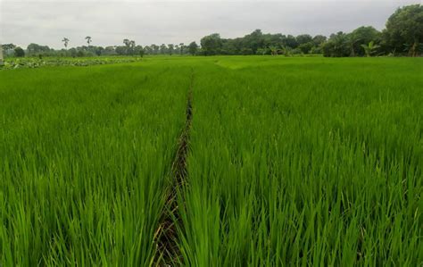 သူကောင်းတည်မြစ်ရေတင်ဖြင့် နွေစပါးစိုက်တောင်သူများ ၉၃ ဧက စိုက်ပျိုးအောင်မြင် Information And