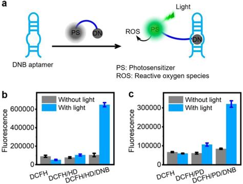 A Genetically Encoded Rna Photosensitizer For Targeted Cell Regulation Abstract Europe Pmc