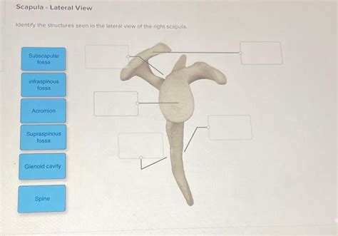 Solved Scapula Lateral View Identify The Structures Seen In