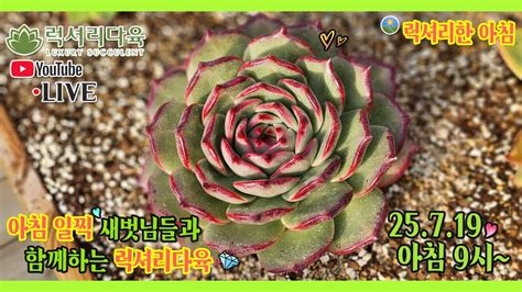 토요일 토요일은 다육이와 함께~ 😍 예쁜 다육이 가득 25년 7월 19일 럭셔리한 아침에 초대합니다😍 럭셔리다육 다육판매영상 다육방송 Youtube