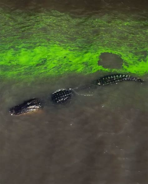 River Of Grass Events Big Arts Of Sanibel