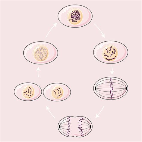 Mitosis Vector Illustration