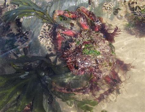 Crabs In Rockpools
