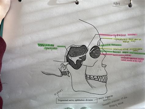 Trigeminal Nerve Diagram Quizlet