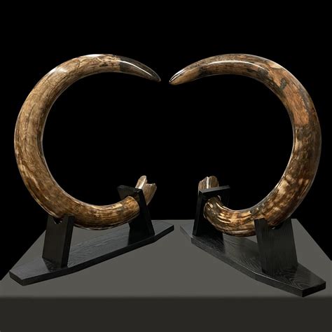 Fossil Cockroach Crato Formation Brazil 14999 Fossil Realm