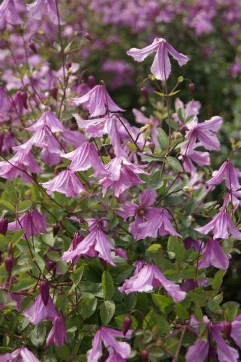 Raganė „alionushka” Šilagalio Medelynas