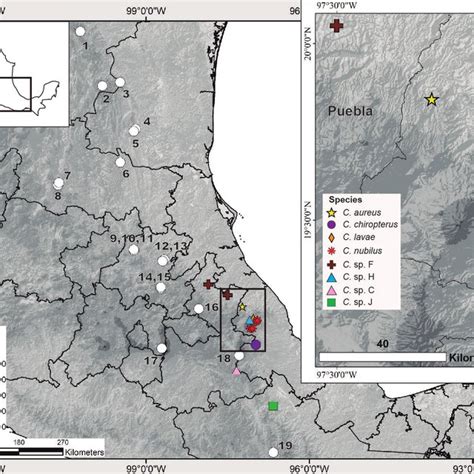 Bayesian Analysis Tree For Mitochondrial Loci Numbers Above Branches Download Scientific