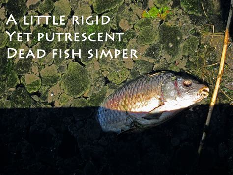 Word Of The Day Fresh Fresh Fresh Simper