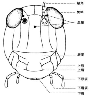 昆虫的头 中国科学院