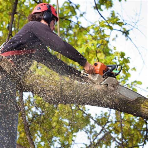 Tree Lopping North Shore Tree Removal North Northshore Tree Loppers