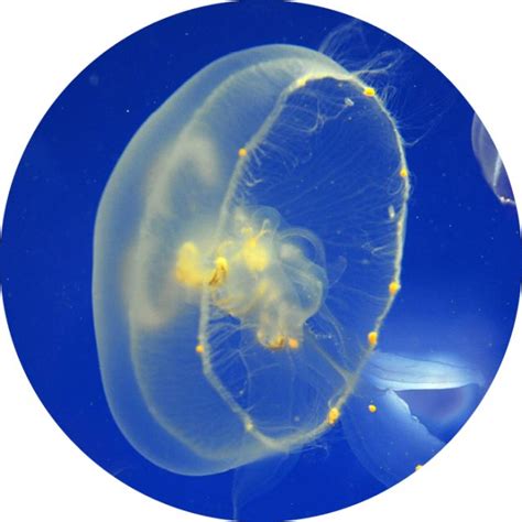 What Is Light Facts About Light Dk Find Out