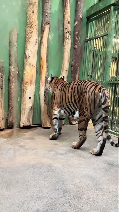 პრაღის ზოოპარკის საოცარი ცხოველები სწრაფი ტური კომოდოს დრაკონი ჟირაფი ლომი ვეფხვი ზებრა