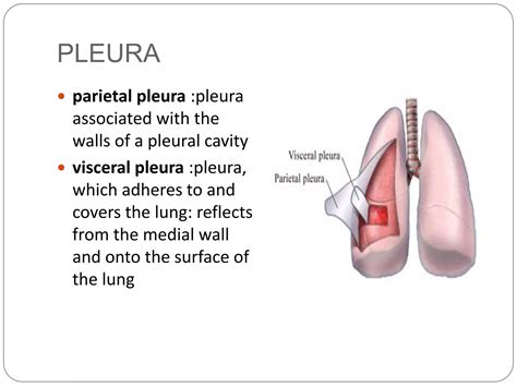 Pleura And Pleural Cavity Copy Pptx