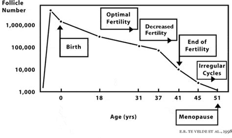 Ovulation Egg Life Span