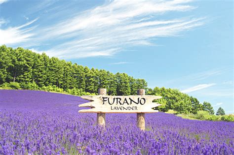 단독차량 무와 니세코 골프 And 후라노비에이 여행 샬레트래블