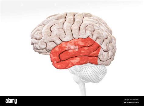 Cerebral Cortex Temporal Lobe In Red Color Profile View Isolated On White Background 3d