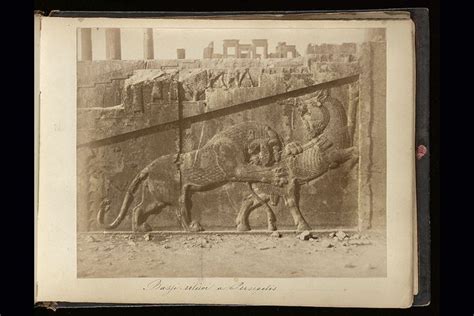 Relief Of A Lion Attacking A Bull Staircase Of The Apadana Persepolis