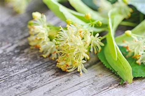 El Té Natural Que Te Ayudará A Dormir Mejor Por La Noche