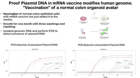 Dna Contamination Of Mrna Vaccines Can Integrate Into Human Dna Top Molecular Scientist