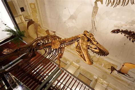 國立臺灣博物館古生物館｜土銀古生物展，恐龍化石，大金庫任你拍