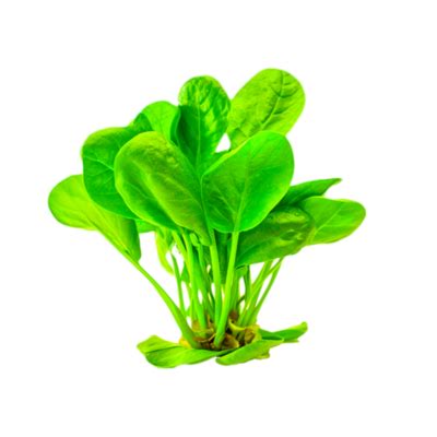 Spinach PNGs For Free Download