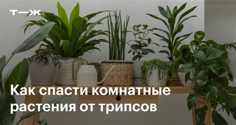Трипсы на комнатных растениях как выглядят как бороться