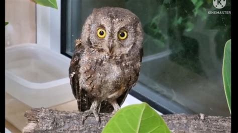 사람과 부엉이의 어색한 만남 Youtube