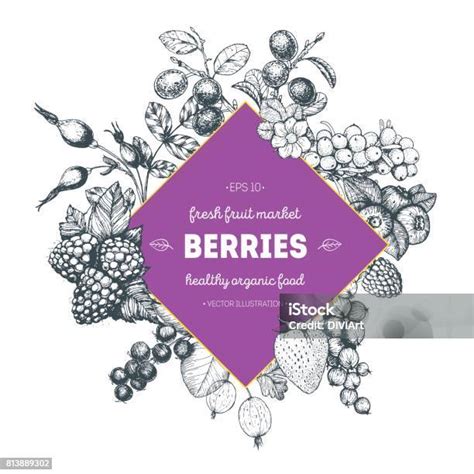 딸기 손으로 그린 벡터 일러스트입니다 체리 라즈베리 크랜베리 매 발톱 나무 딸기와 함께 손으로 그린 스케치 그림 구 기 열매 건강 한 음식 딸기와 원 디자인 서식 파일입니다