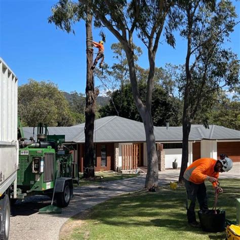 Tree Lopper Gold Coast Clean Cut Trees Services