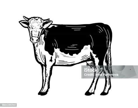 Sketsa Gambar Tangan Sapi Suku Ilustrasi Stok Unduh Gambar Sekarang Alam Anggota Tubuh