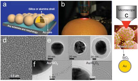 A The Working Principles Of The Shell Isolated Nanoparticle Enhanced