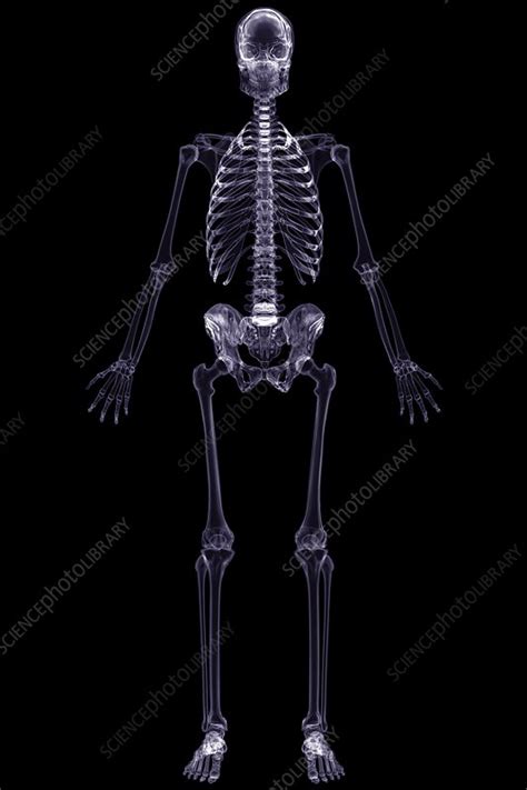 X Ray Skeleton Artwork Stock Image C0201635 Science Photo Library X Ray Skeleton Artwork Stock Image C0201635 Science Photo Library