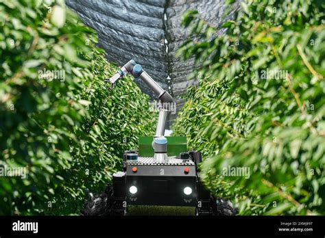 Autonomous Robot Harvester With Robotic Arm Harvesting Fruits On A Smart Farm Concept Stock
