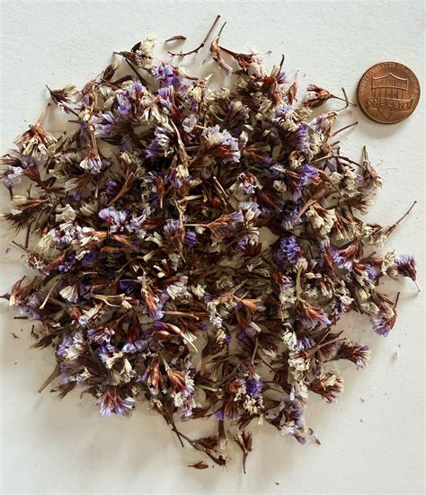 Limonium Perezii Sea Lavender Statice 1000 Seeds Bulk