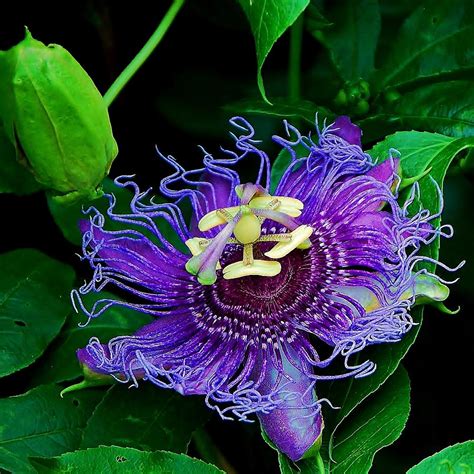 Purple Passion Fruit Vine